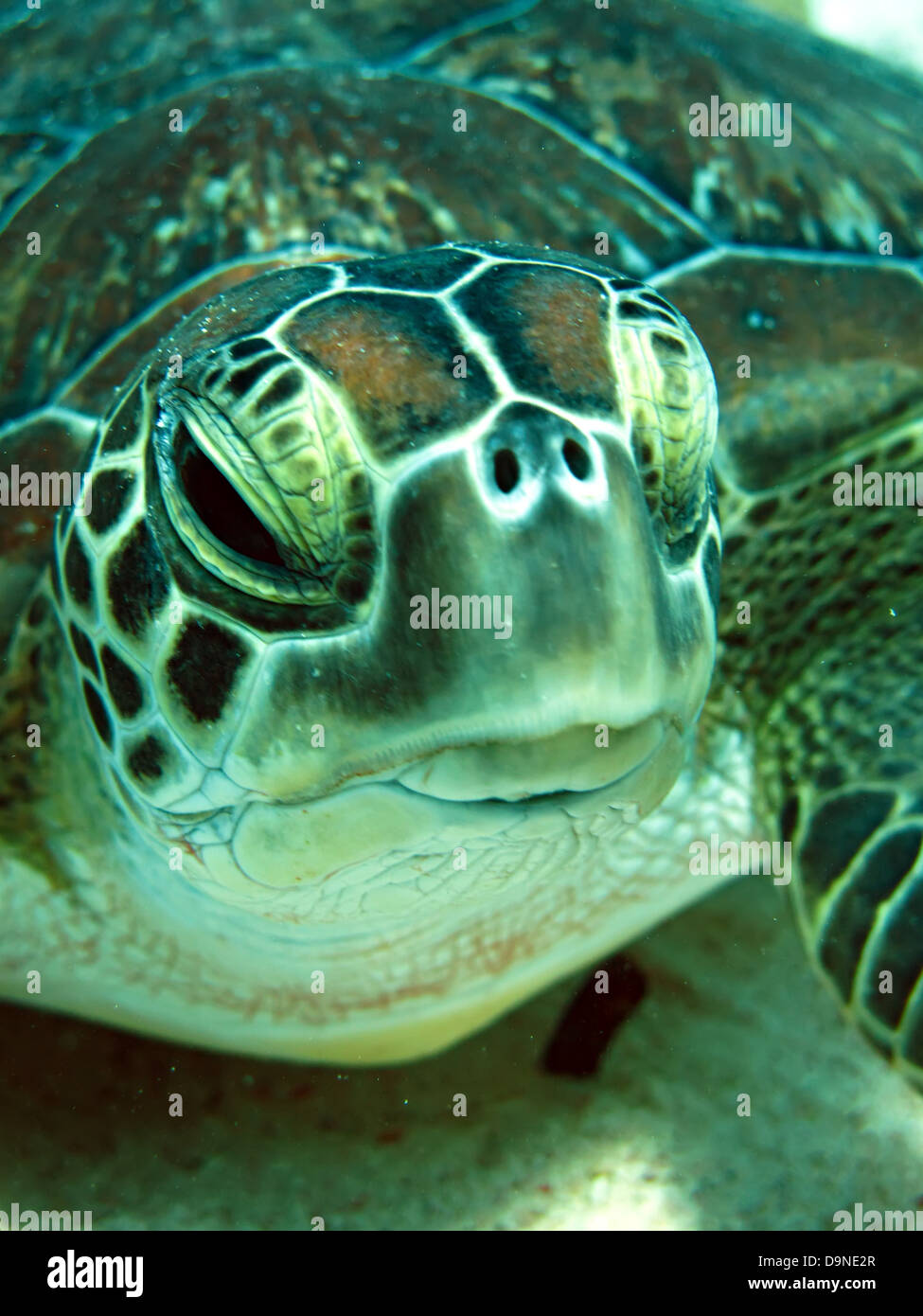 Green sea turtle. (Chelonia mydas Stock Photo - Alamy