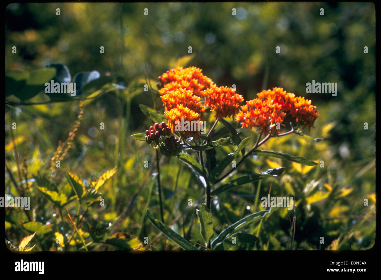 Cape Cod National Seashore offers scenic beaches, salt marshes, and ...