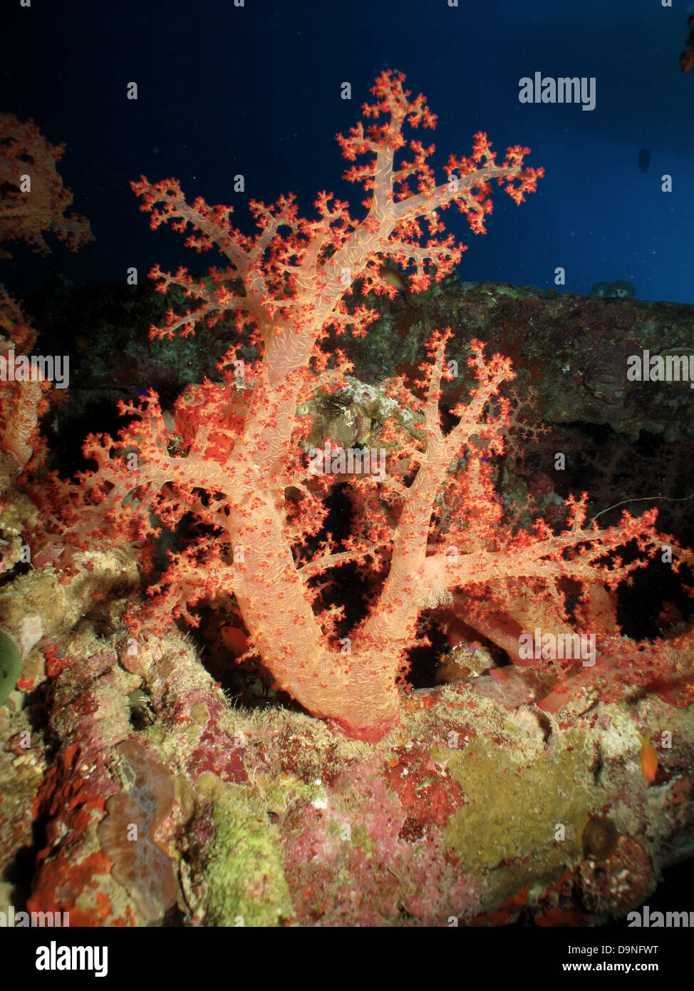 Colourful soft coral Stock Photo - Alamy