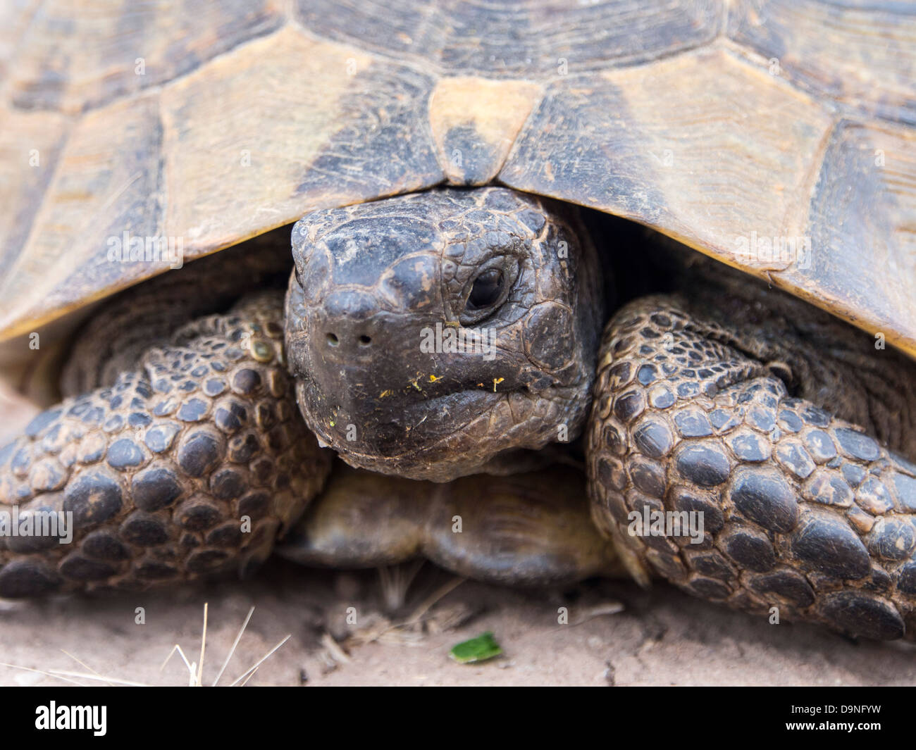 A Marginated Tortoise (Testudo marginata) on Lesvos, Greece Stock Photo ...