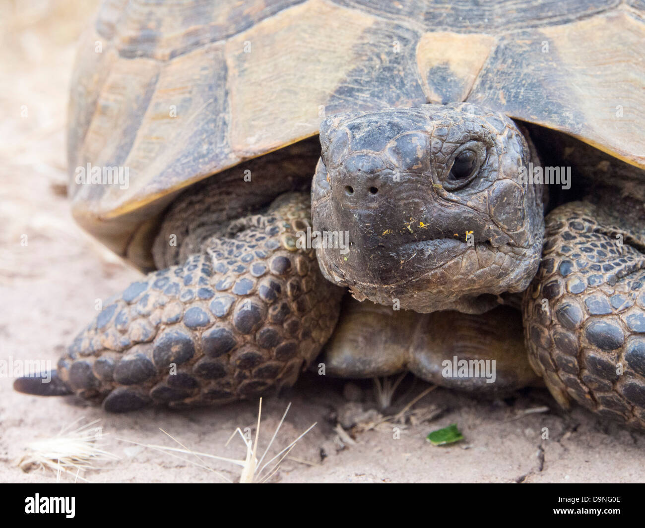 A Marginated Tortoise (Testudo marginata) on Lesvos, Greece Stock Photo ...