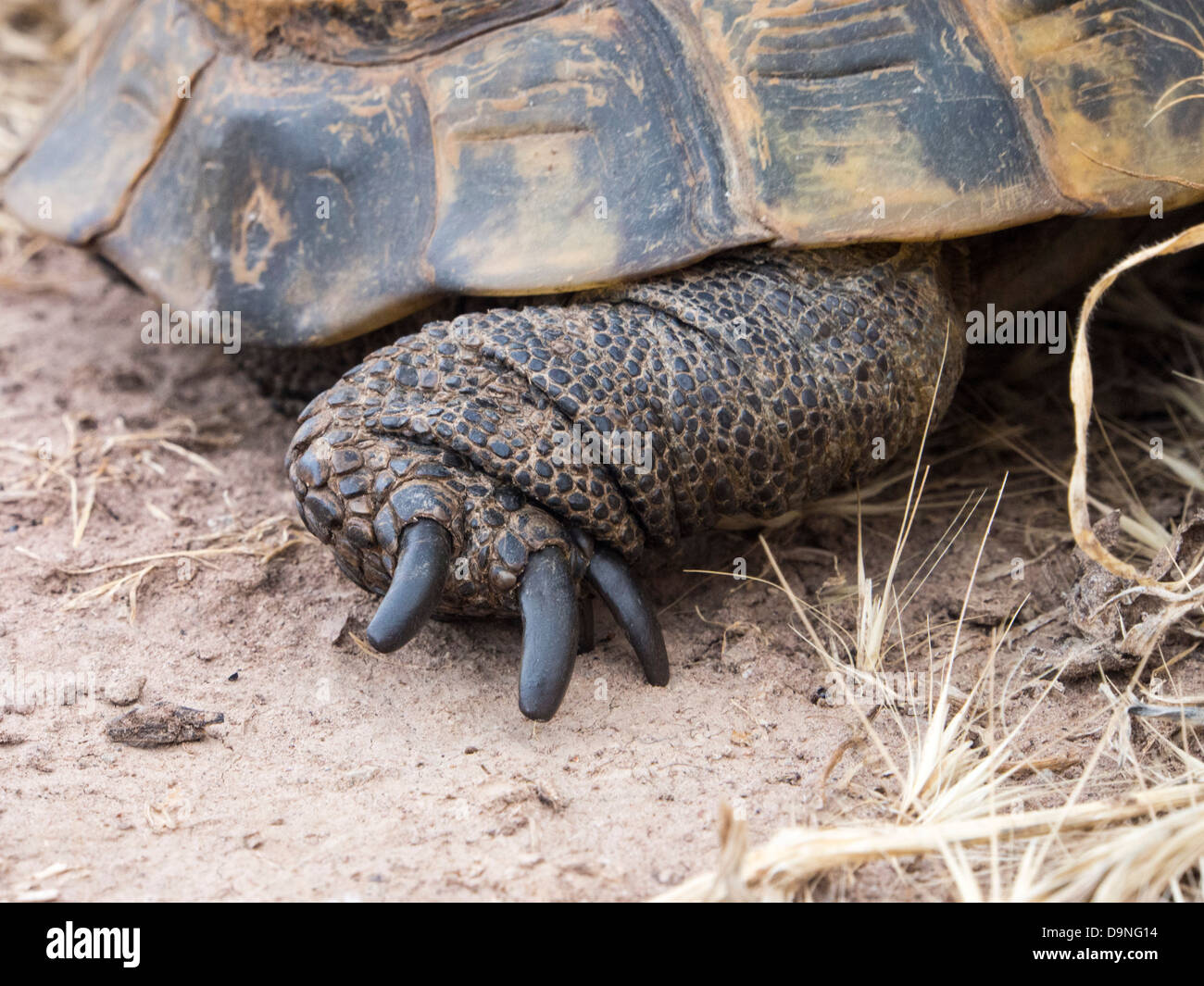 A Marginated Tortoise (Testudo marginata) on Lesvos, Greece Stock Photo ...