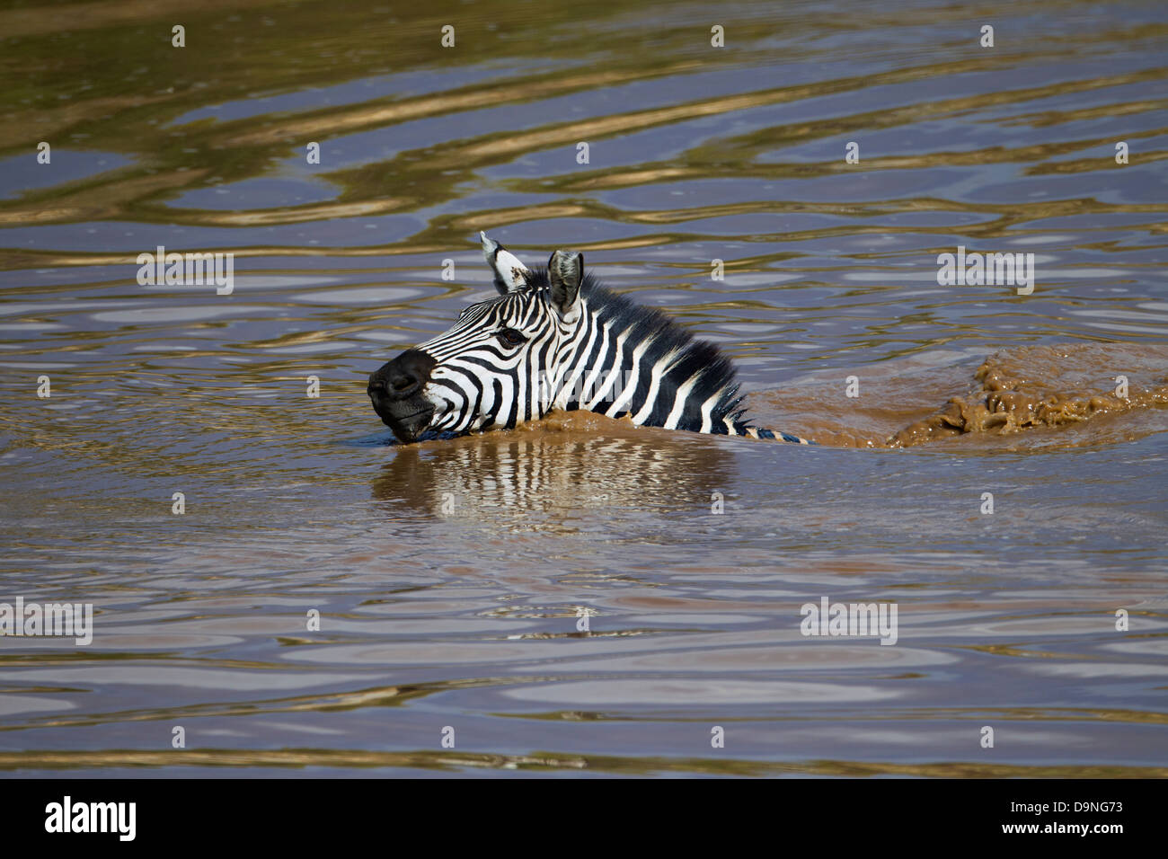 Zebra cross Talek River, Masai Mara, Kenya Stock Photo - Alamy