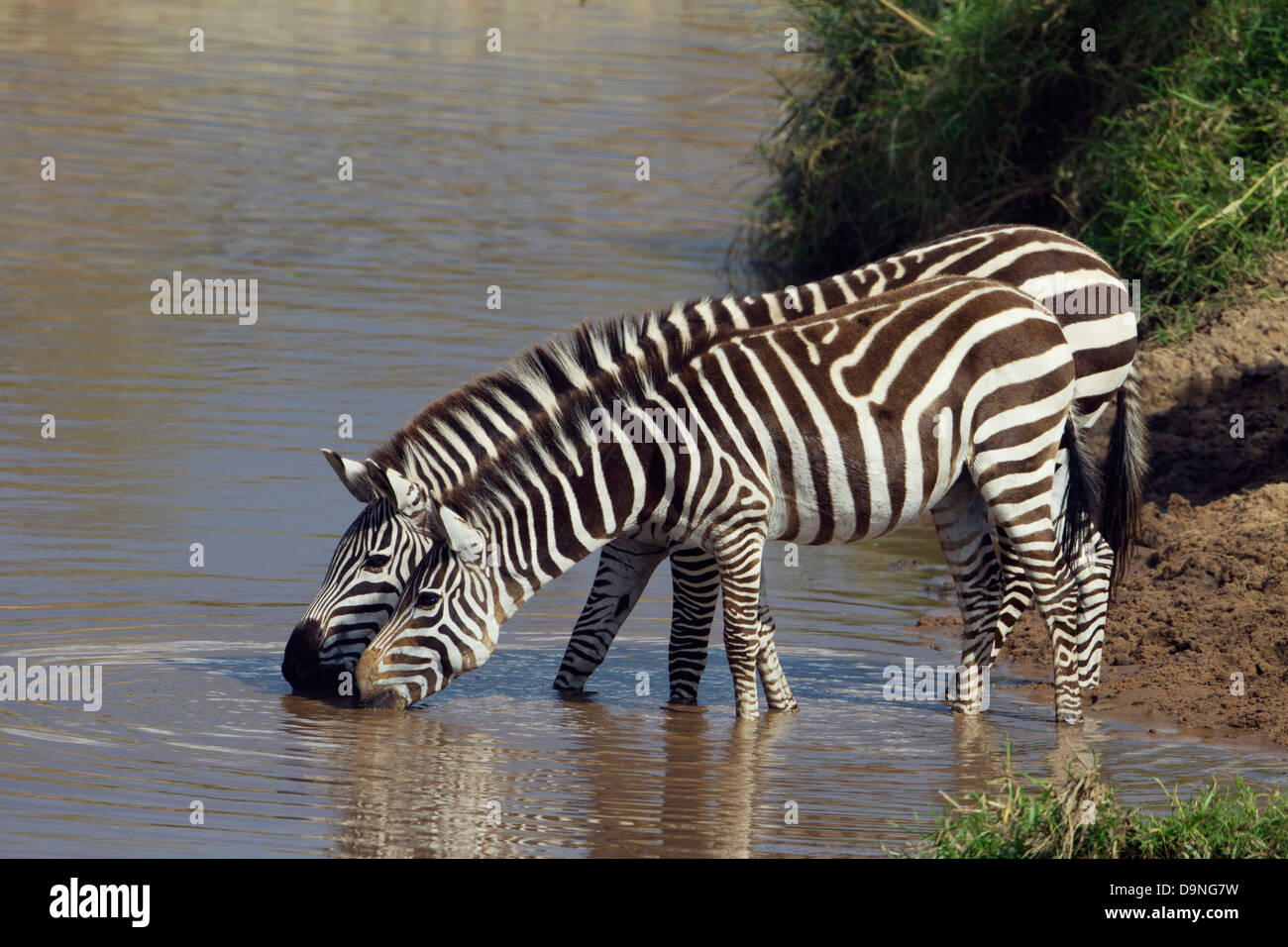 Talek river kenya masai mara hi-res stock photography and images - Alamy