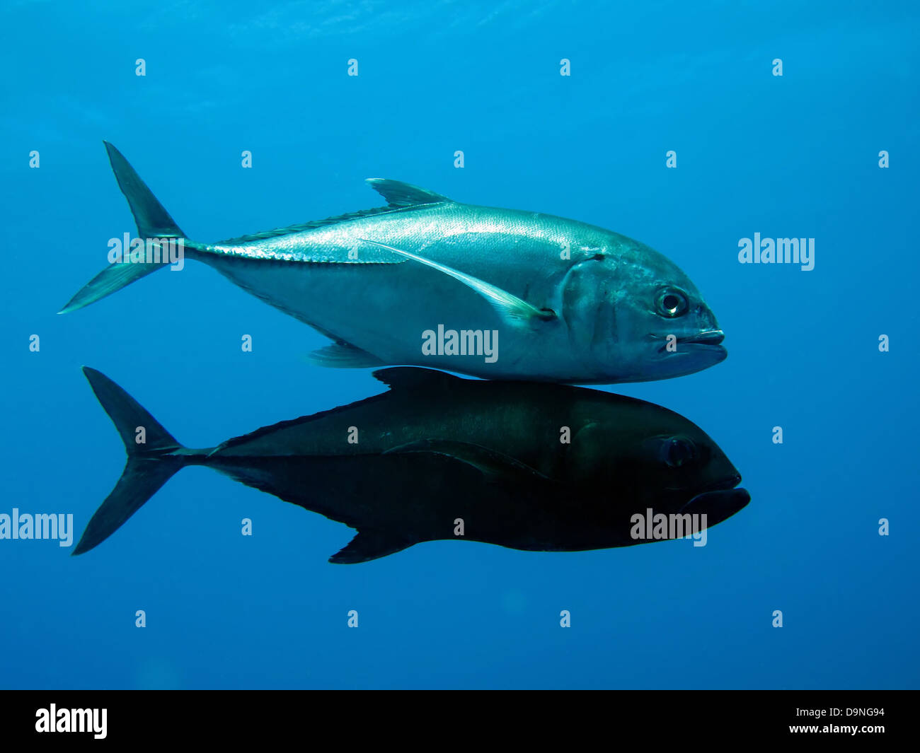 Giant trevally fish hi-res stock photography and images - Alamy