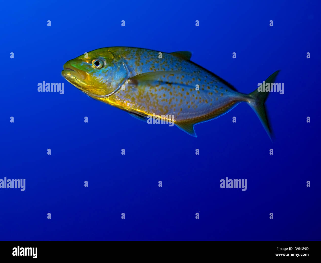 Yellowspotted trevally (Carangoides fulvoguttatus Stock Photo - Alamy