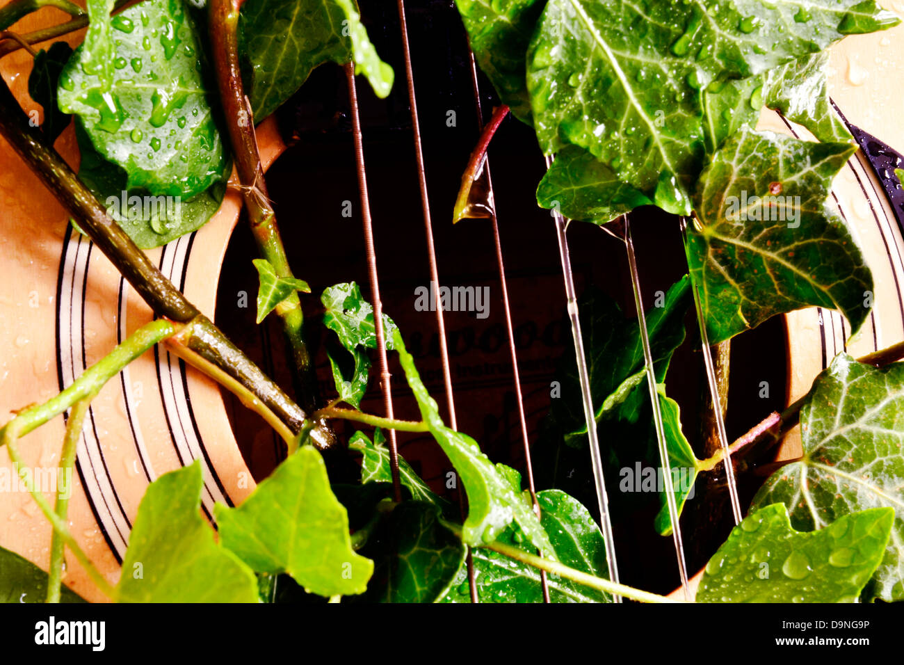 Ivy string hi-res stock photography and images - Alamy