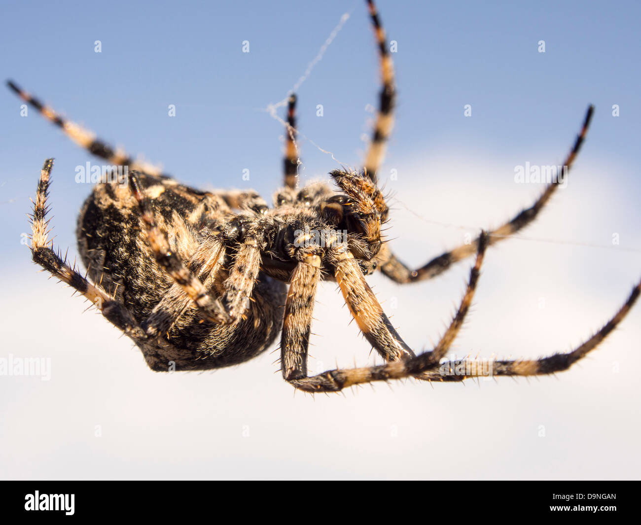 A large spider in its web on Lesvos, Greece Stock Photo - Alamy