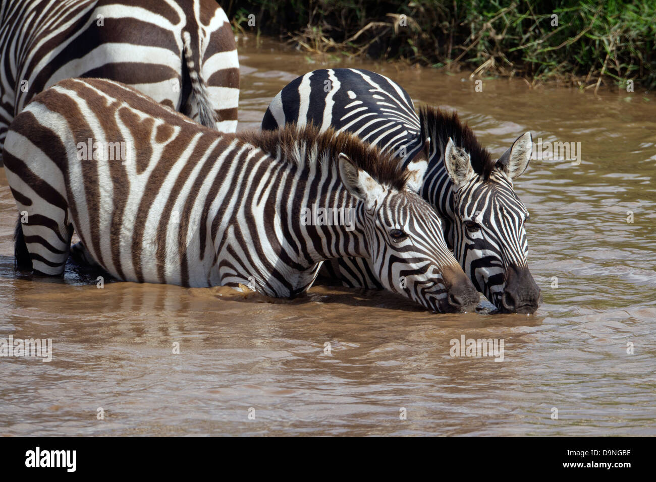 Talek river kenya masai mara hi-res stock photography and images - Alamy