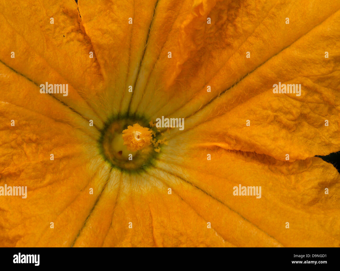 Vegetable marrow a flower close up Stock Photo - Alamy