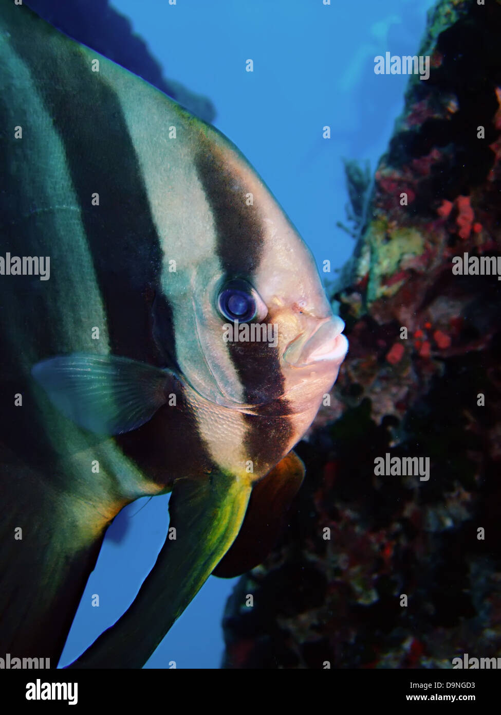 Spadefish hi-res stock photography and images - Alamy