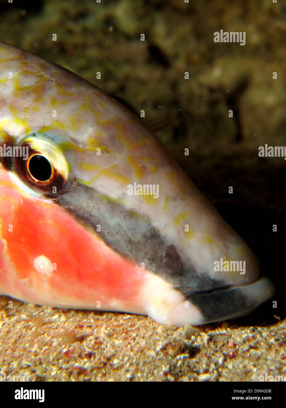 Red Sea Goatfish High Resolution Stock Photography and Images - Alamy