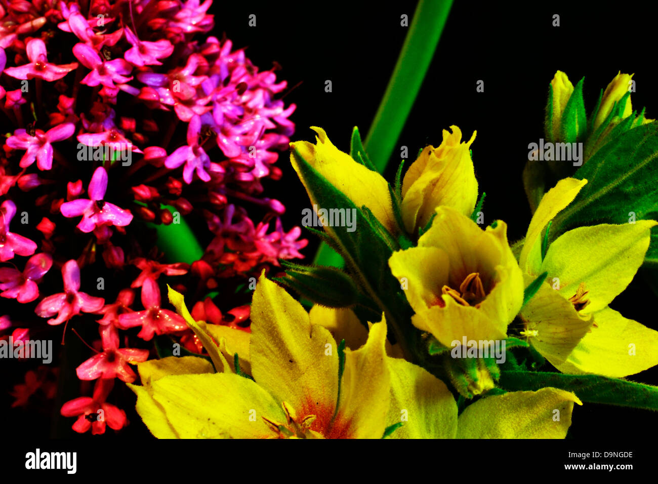 Bouguet of flowers hi-res stock photography and images - Alamy