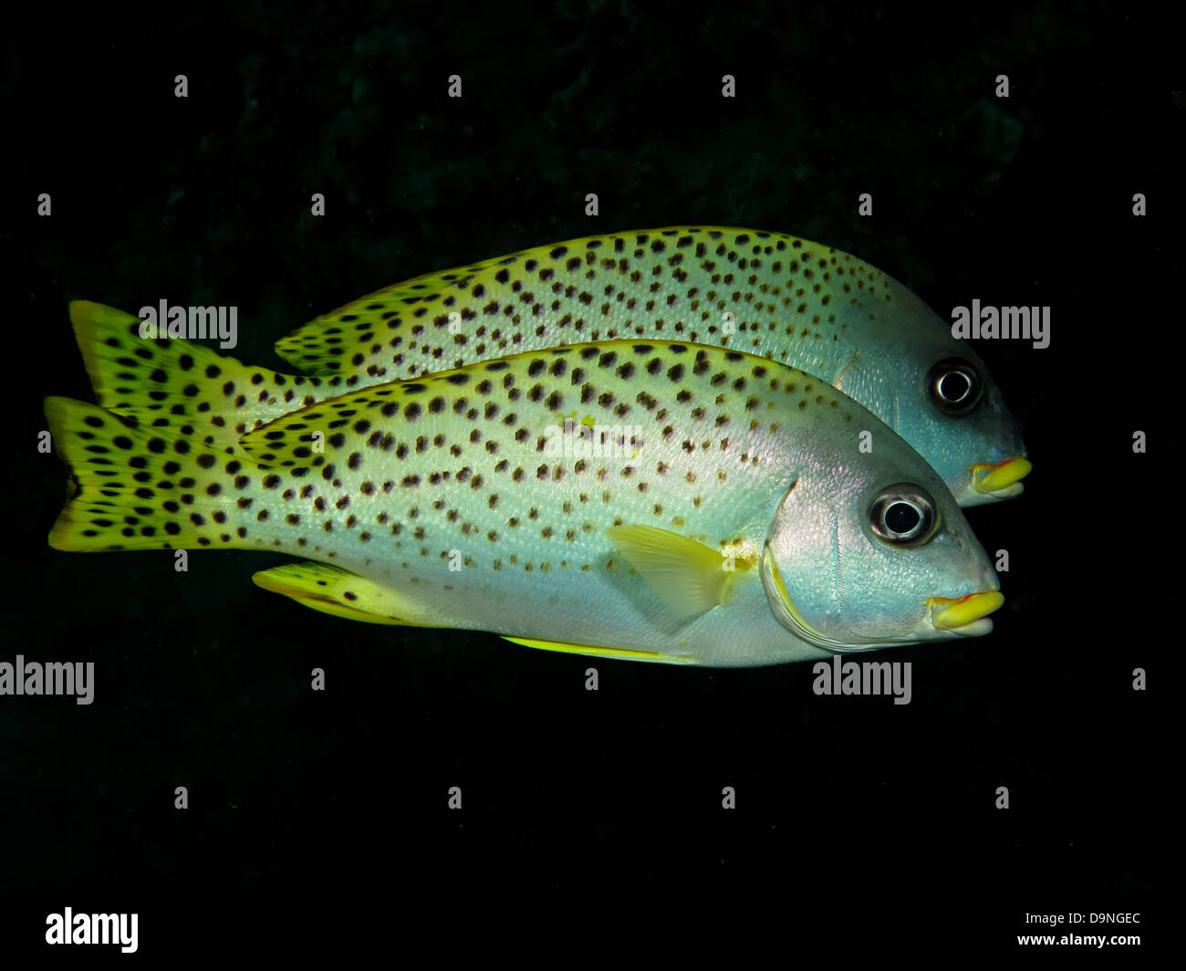 Tropical black white spotted fish hi-res stock photography and images ...