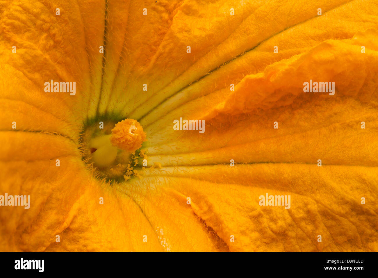 Vegetable marrow a flower close up Stock Photo - Alamy