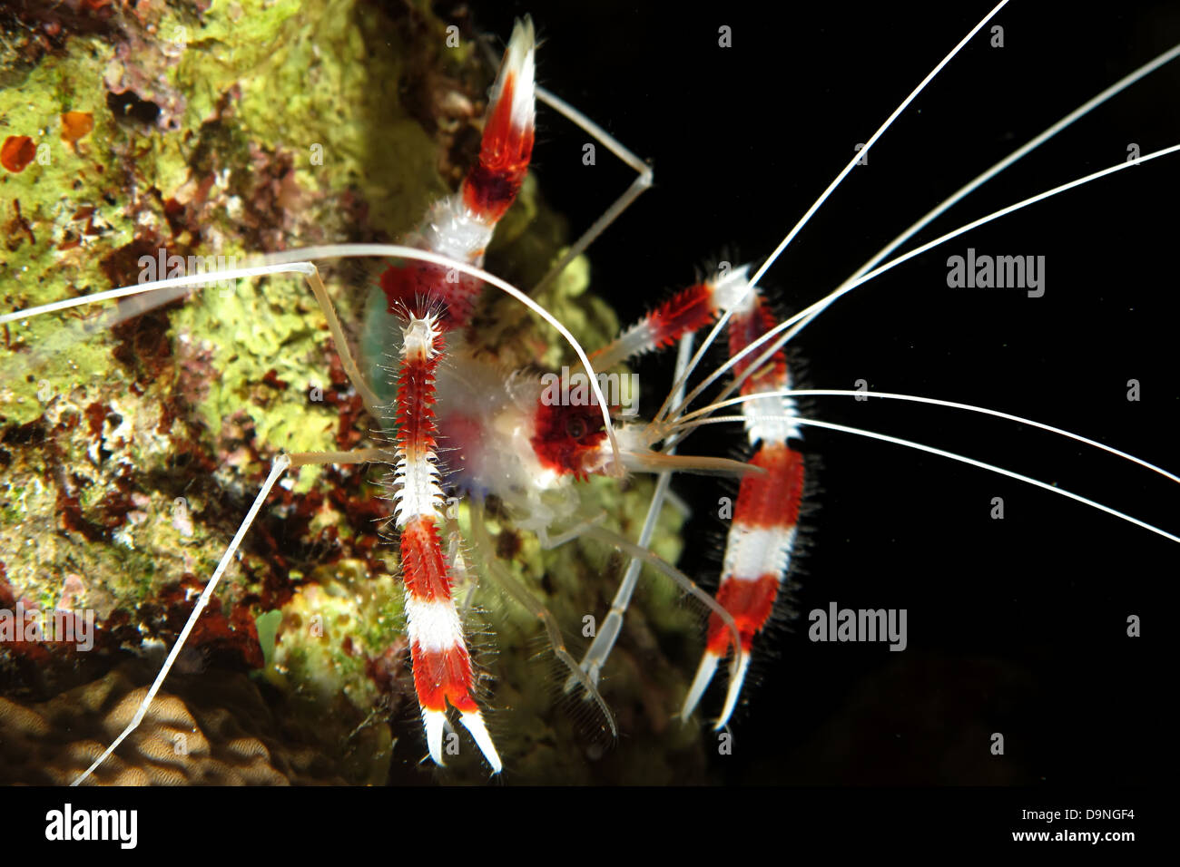 Boxer shrimp. (Stenopus hispidus Stock Photo - Alamy