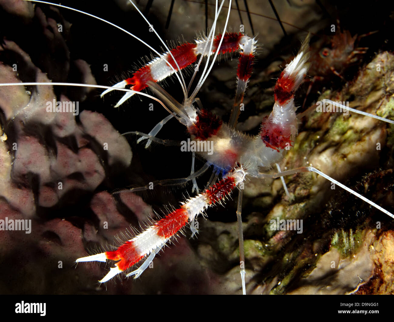Boxer shrimp. (Stenopus hispidus Stock Photo - Alamy