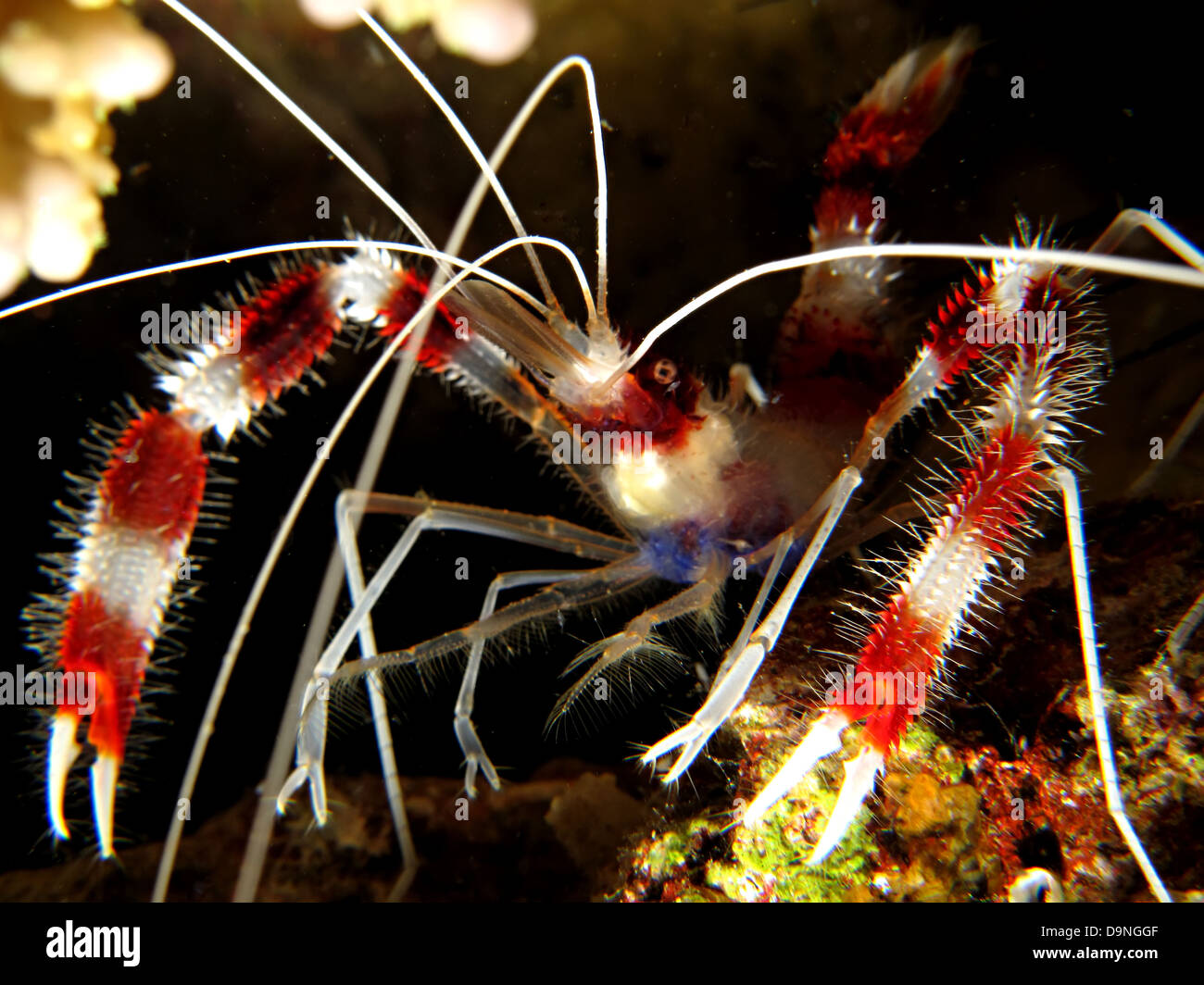 Boxer shrimp. (Stenopus hispidus Stock Photo - Alamy