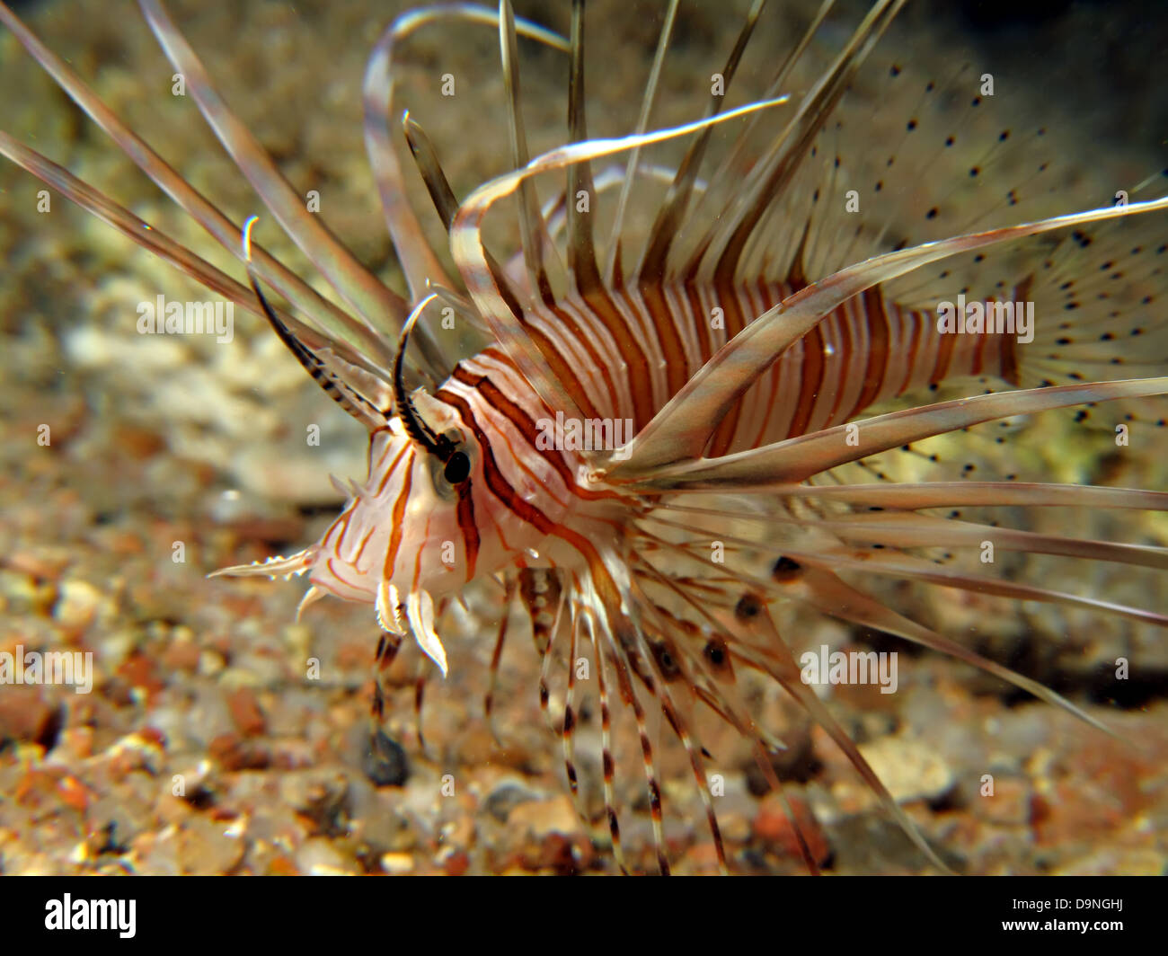 Common lionfish (pterois miles). Taken at Ras Mohamed in Red Seai Egypt ...