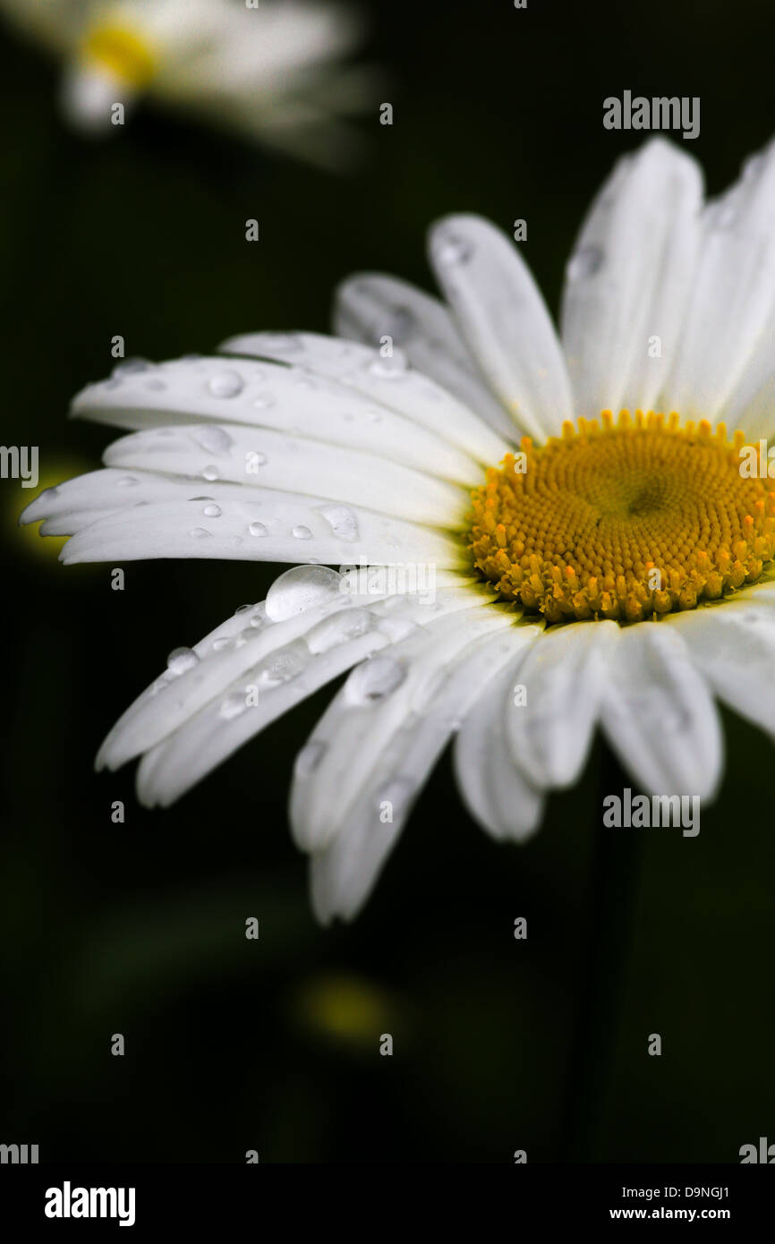 White daisy with drops of water on a meadow Stock Photo - Alamy