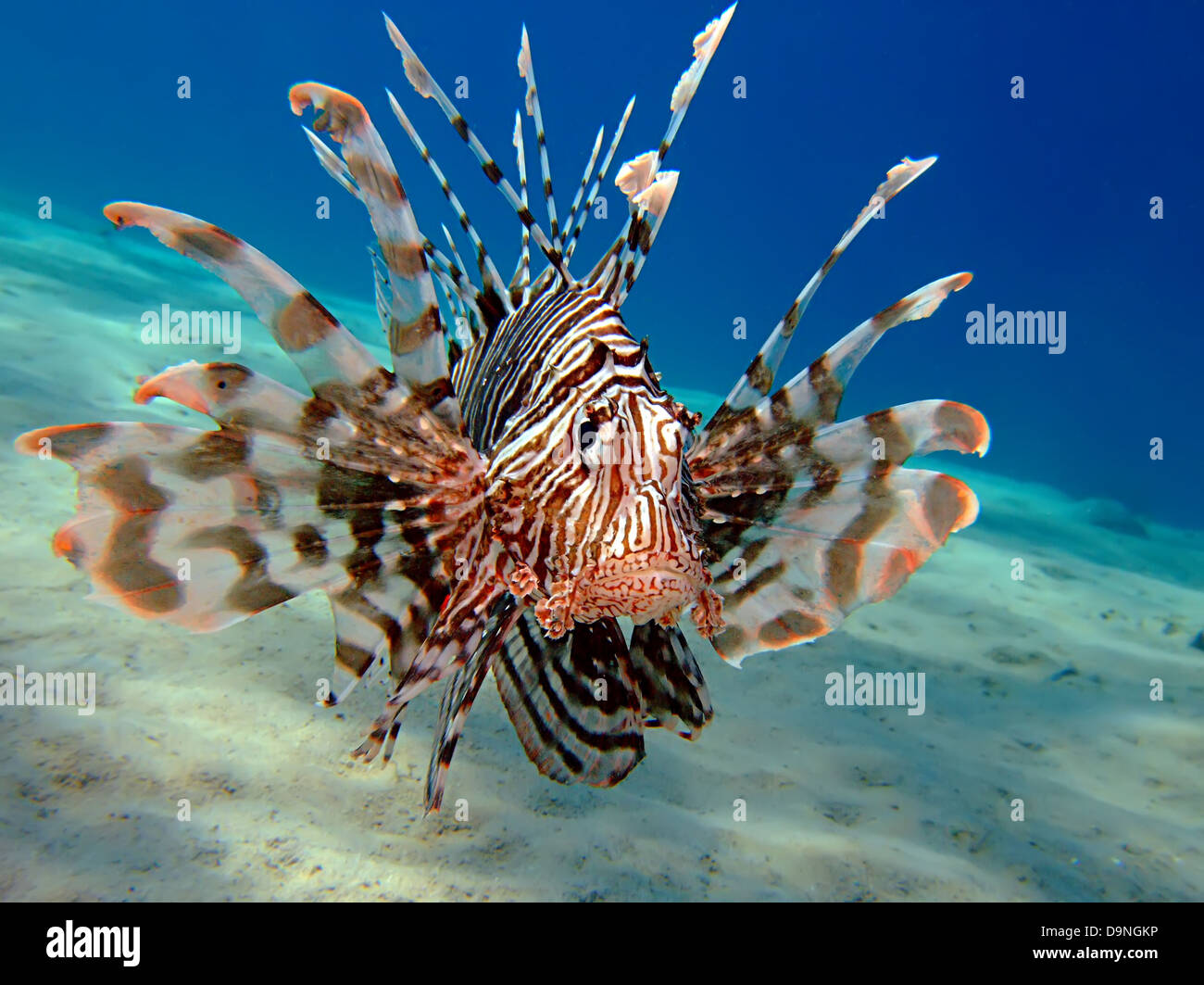 Common lionfish (pterois miles). Taken at Ras Mohamed in Red Seai Egypt ...