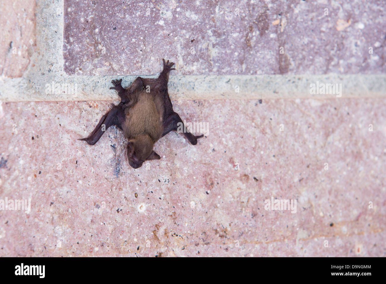 A young bat on a wall in Skala Eresou on Lesvos, Greece Stock Photo - Alamy