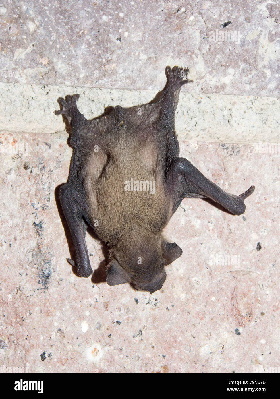 A young bat on Lesvos, Greece Stock Photo - Alamy