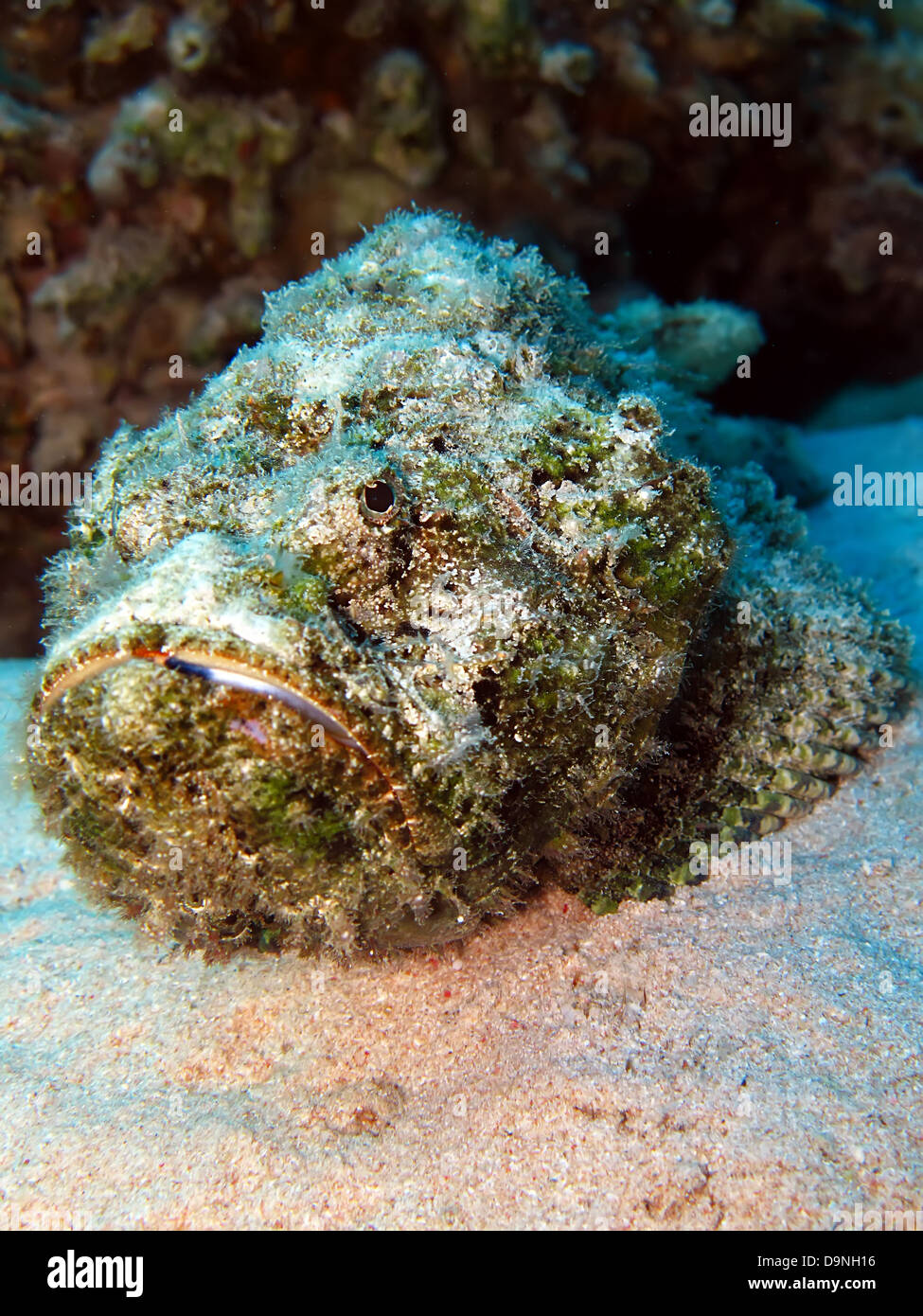 Synanceia verrucosa hi-res stock photography and images - Alamy