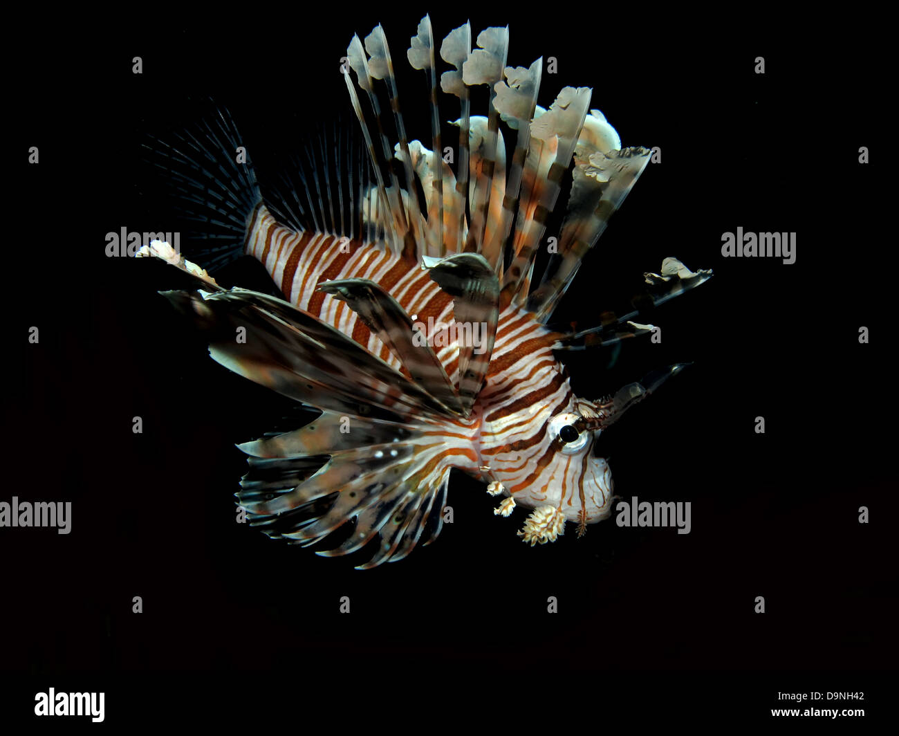 Lionfish pterois miles hi-res stock photography and images - Alamy