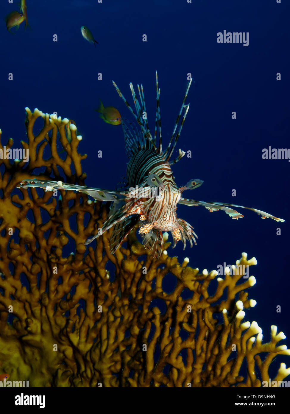 Lionfish pterois miles hi-res stock photography and images - Alamy