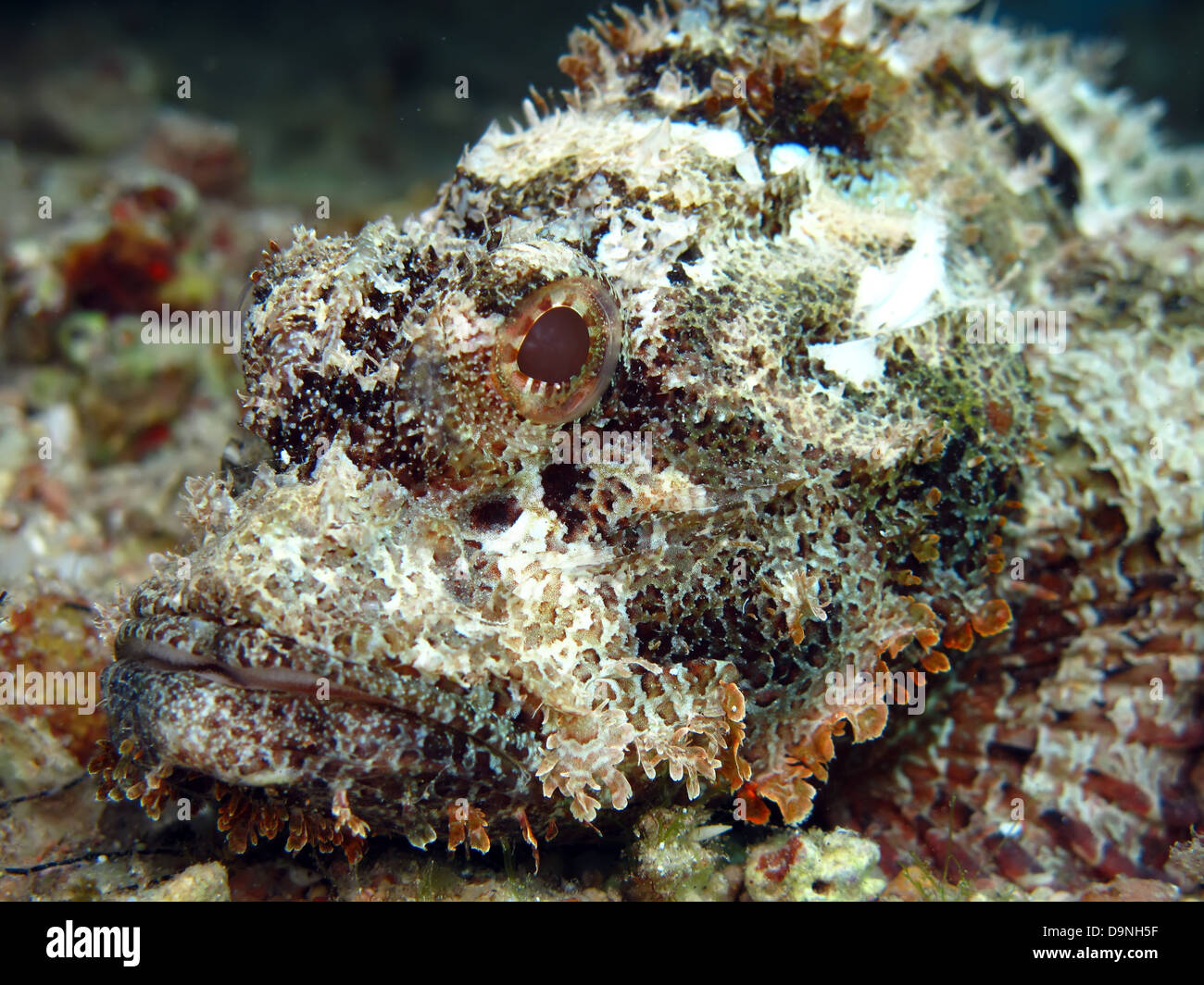 Bearded scorpionfish hi-res stock photography and images - Alamy