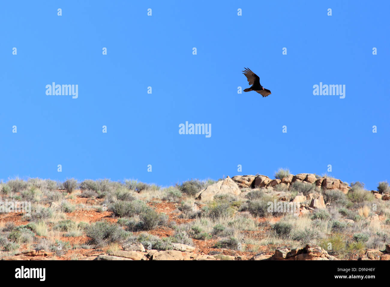 A turkey vulture (Cathartes aura) at Lake Powell in Utah Stock Photo ...
