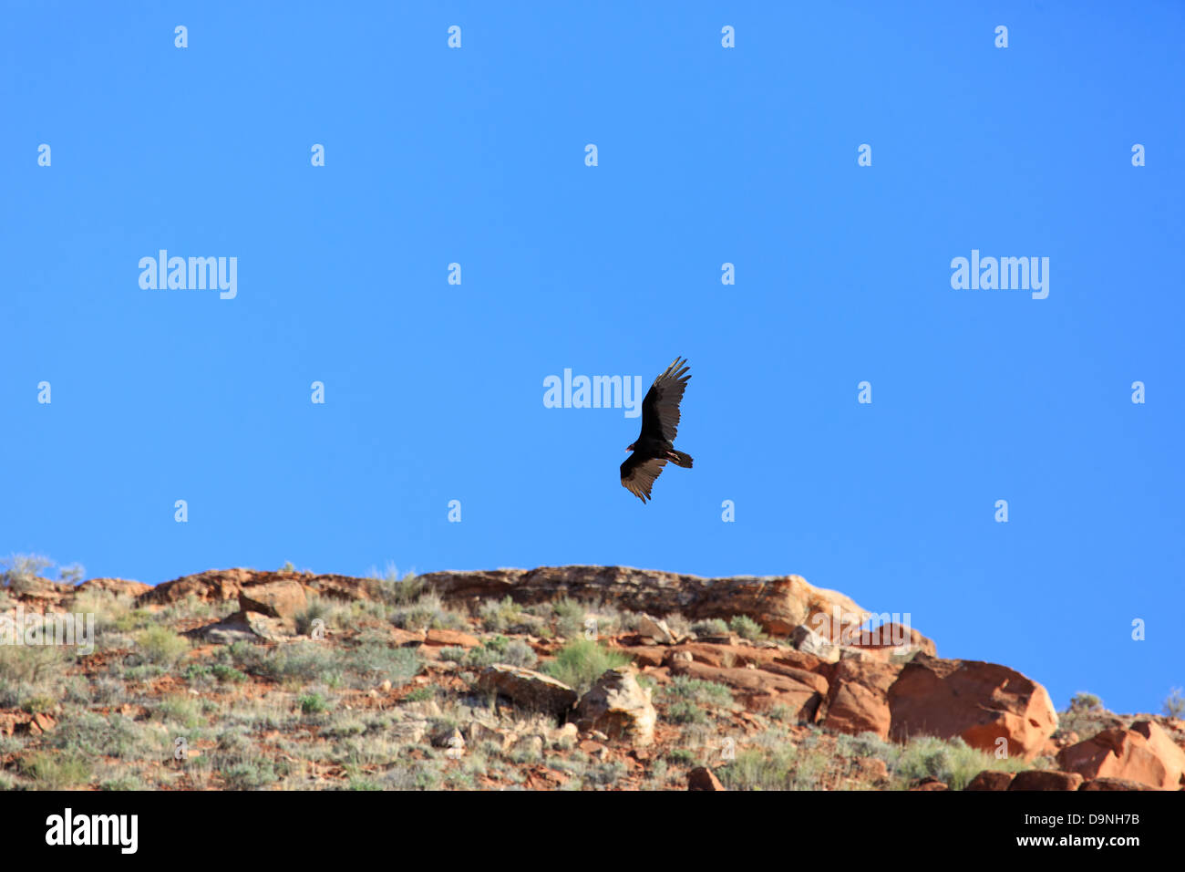 A turkey vulture (Cathartes aura) at Lake Powell in Utah Stock Photo ...