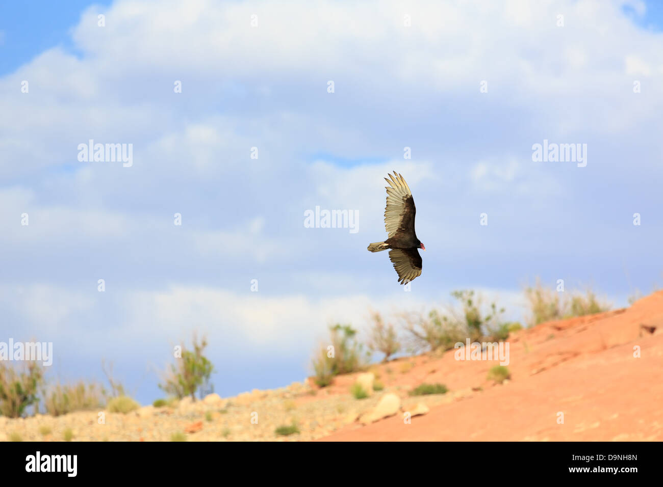 A turkey vulture (Cathartes aura) at Lake Powell in Utah Stock Photo ...