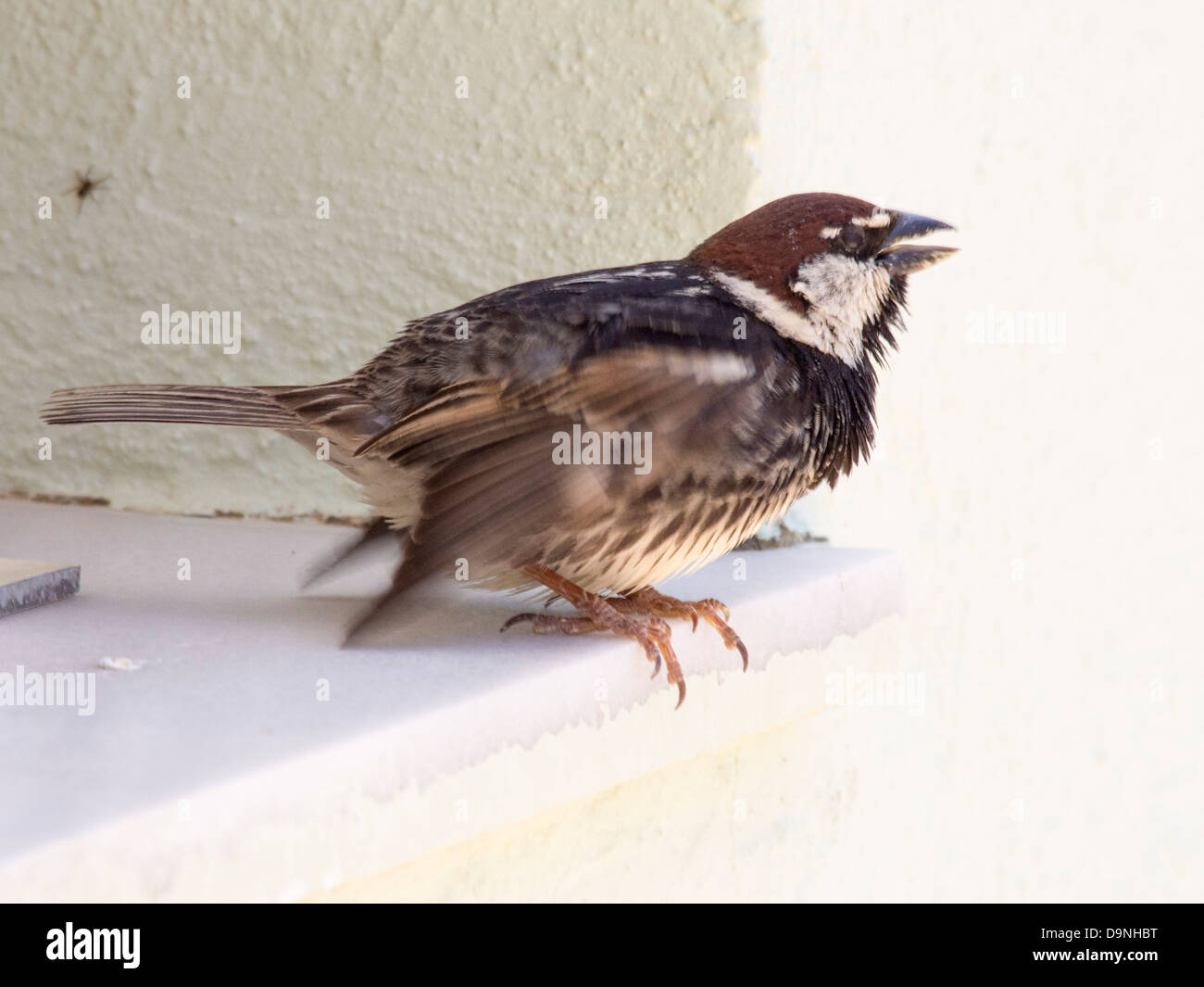 Attractive sparrow hi-res stock photography and images - Alamy