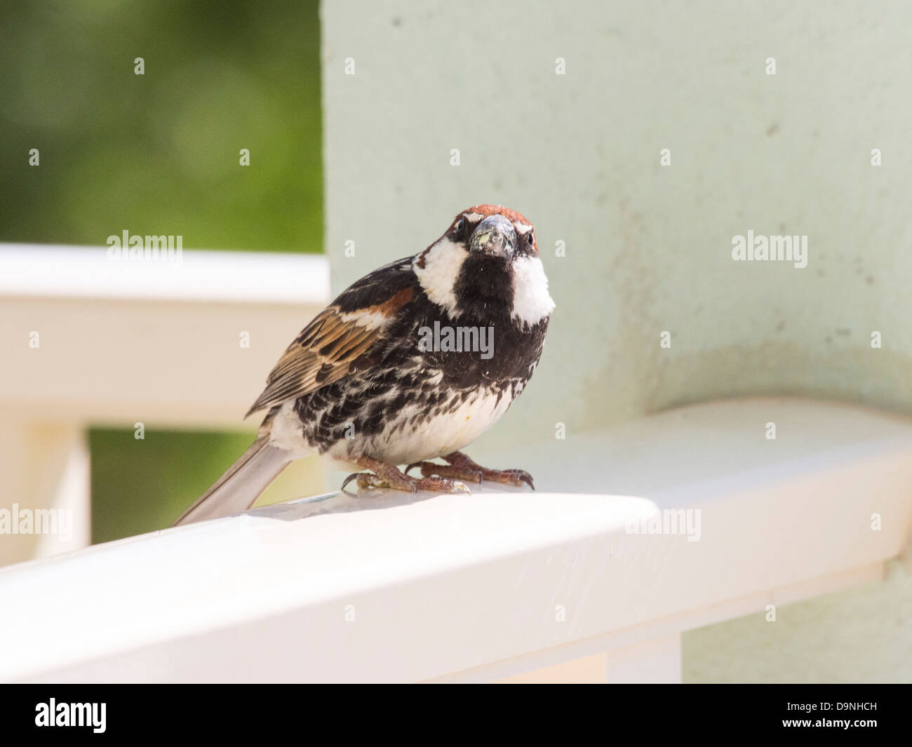 A male Spanish Sparrow (Passerhispaniolensis) on Lesvos, Greece Stock ...