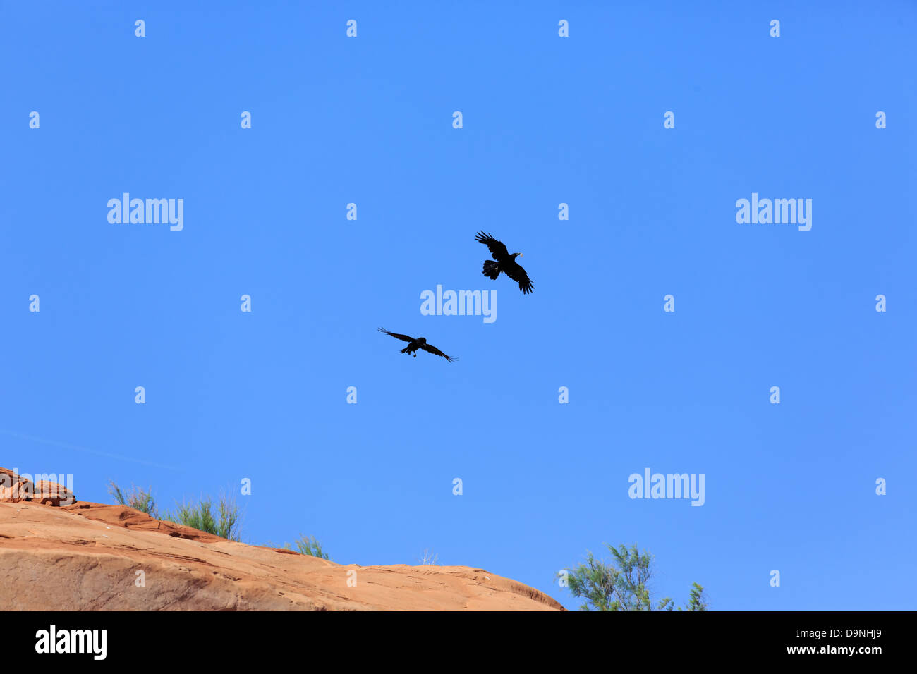 American crow habitat hi-res stock photography and images - Alamy