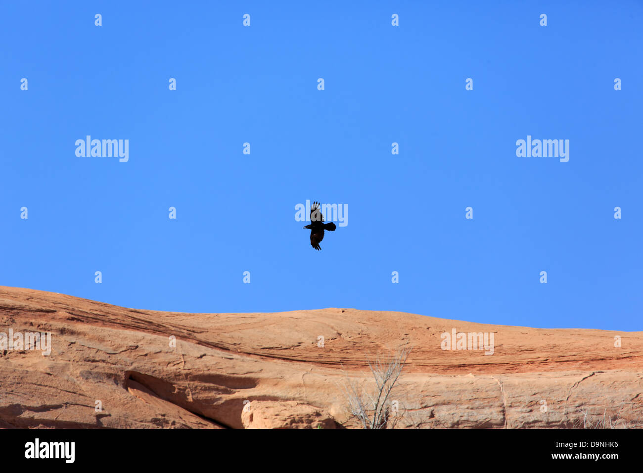 American crow in flight hi-res stock photography and images - Alamy