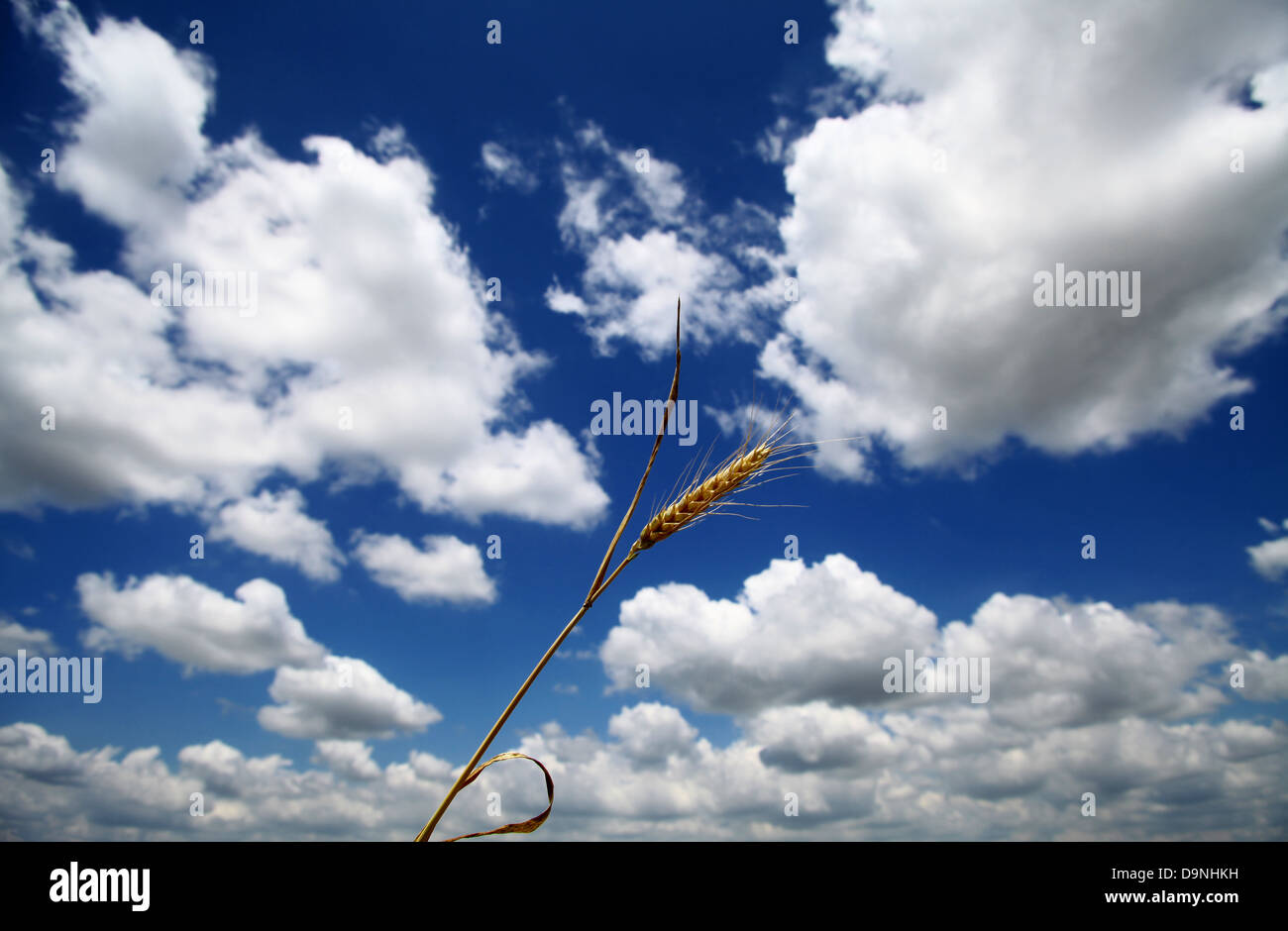 Single straw of wheat hi-res stock photography and images - Alamy