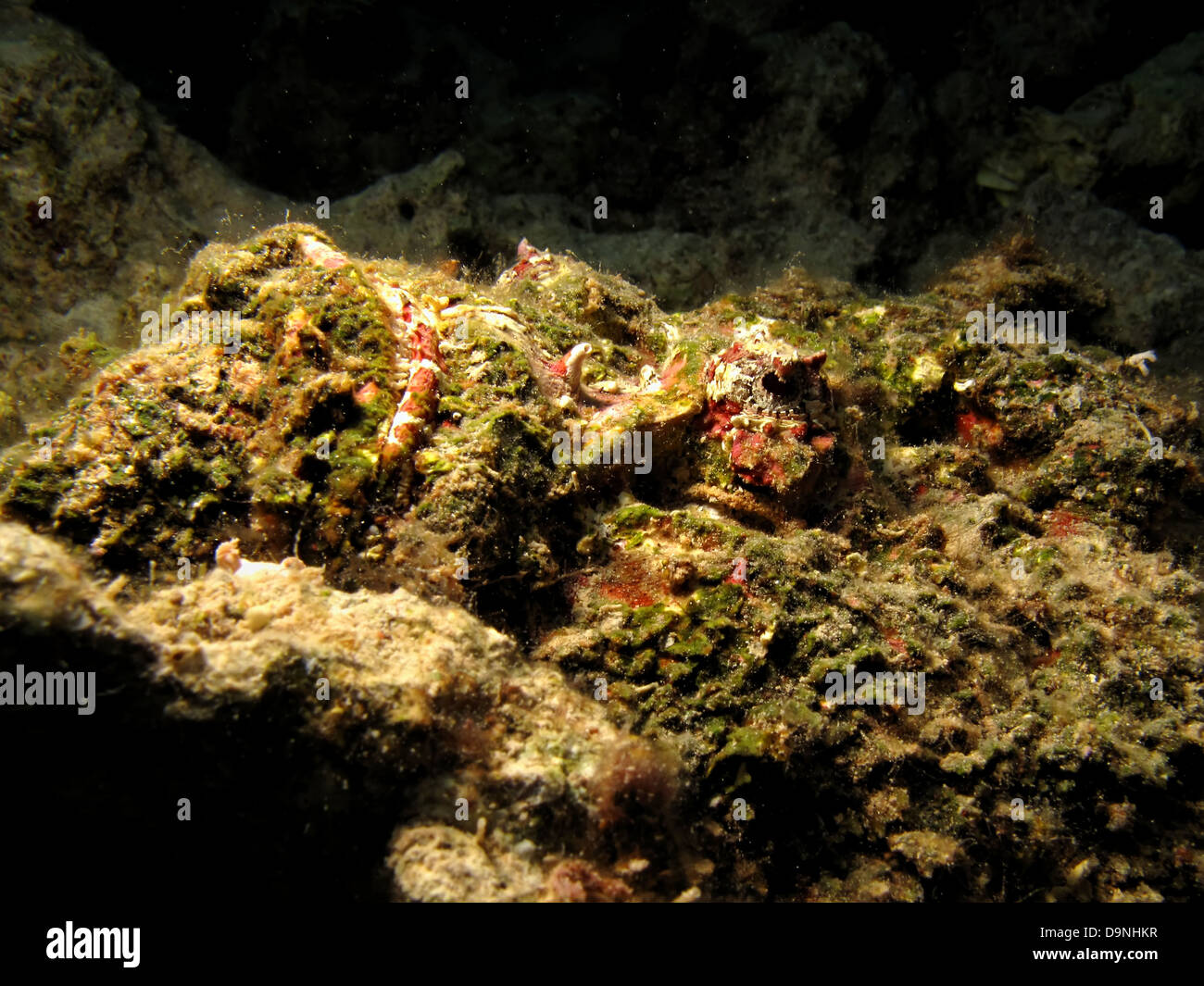 Stonefish Mouth High Resolution Stock Photography and Images - Alamy
