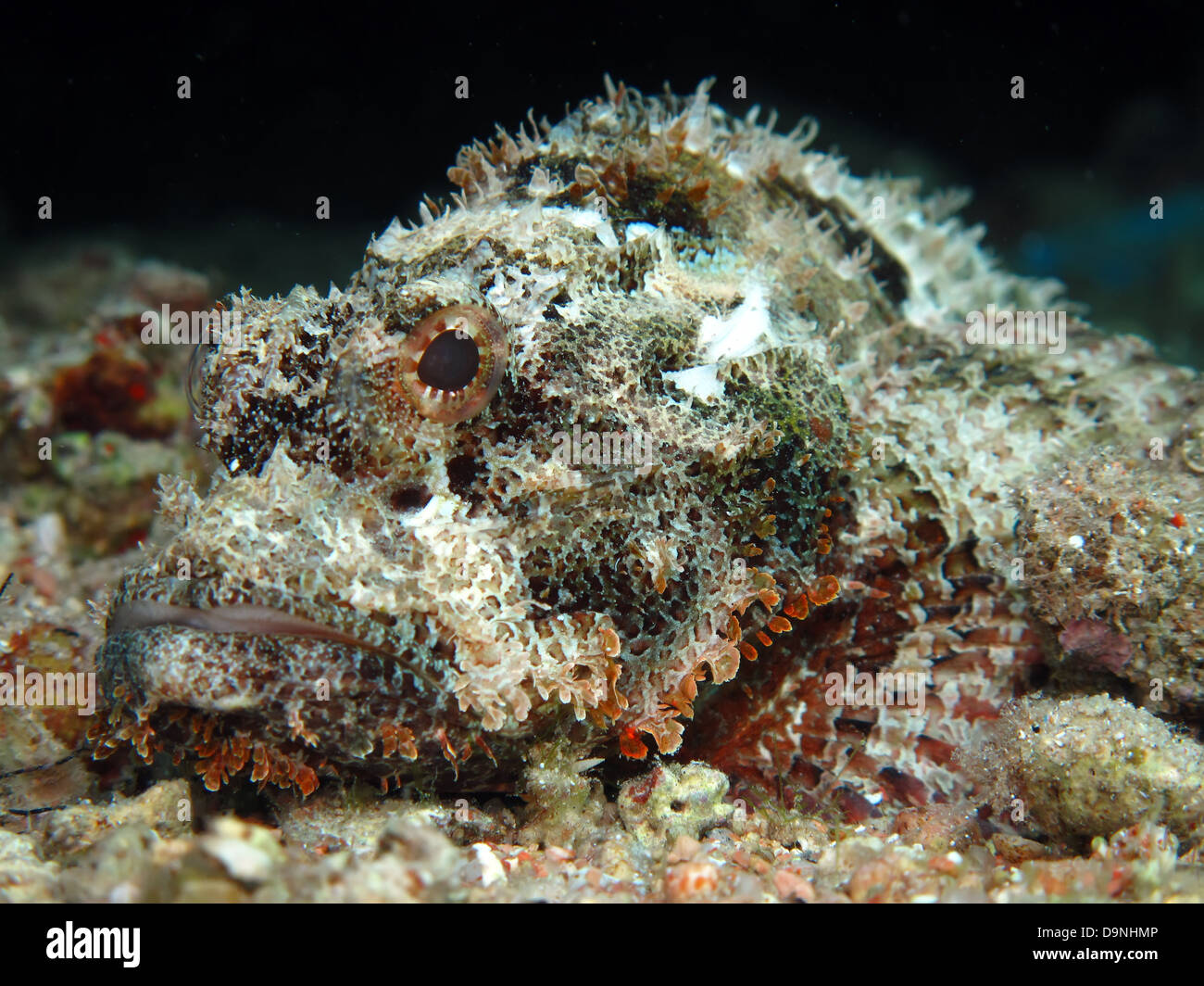 Bearded scorpionfish (scorpaenopsis barbatus Stock Photo - Alamy