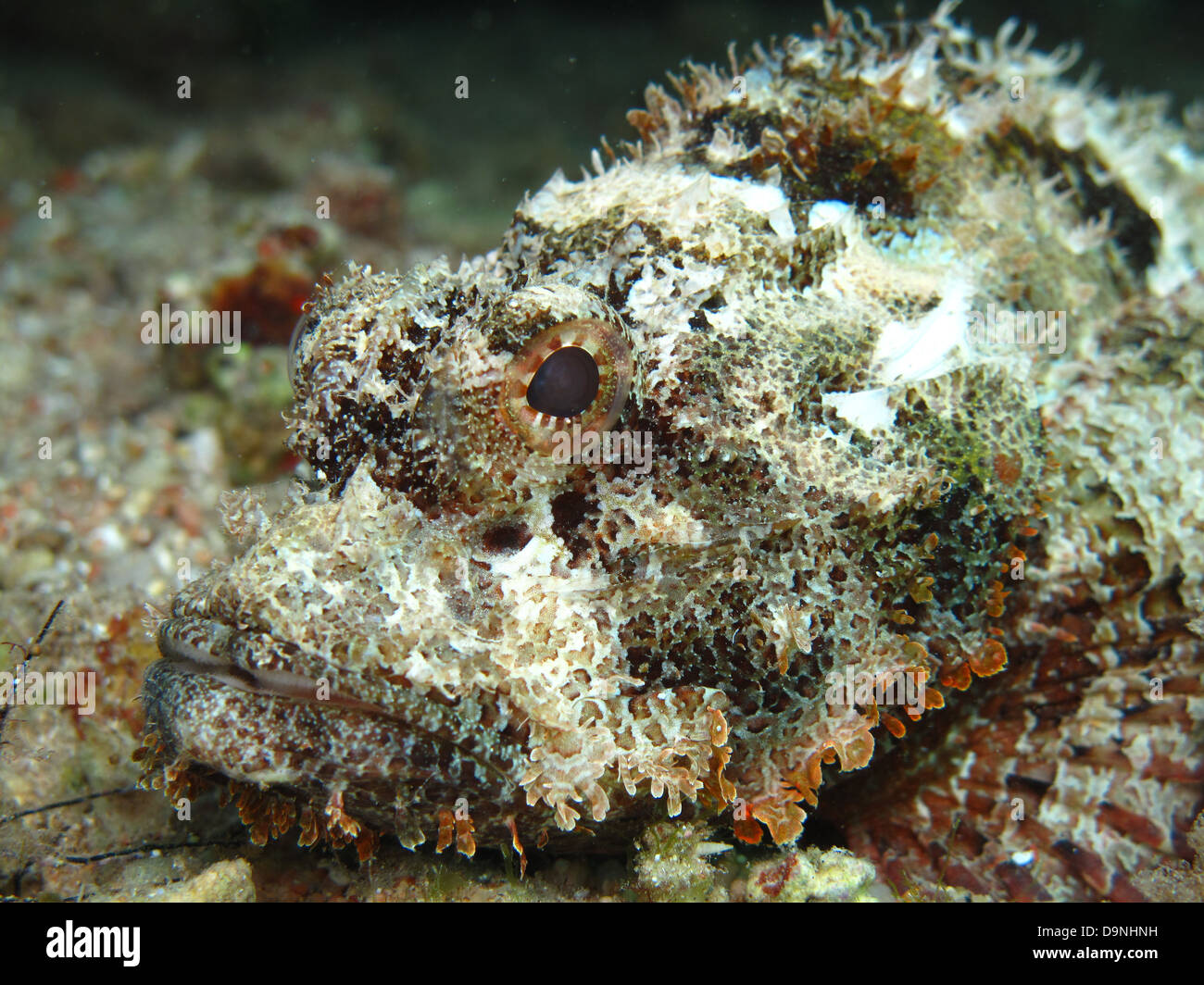 Bearded scorpionfish (scorpaenopsis barbatus Stock Photo - Alamy