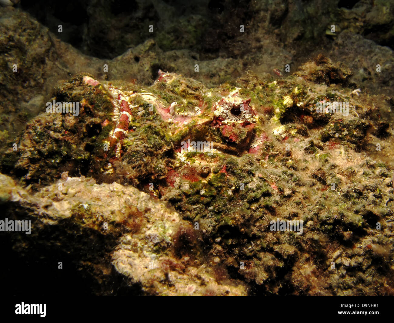 Stonefish swimming hi-res stock photography and images - Alamy