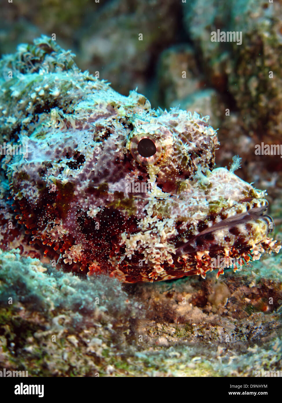 Bearded scorpionfish hi-res stock photography and images - Alamy