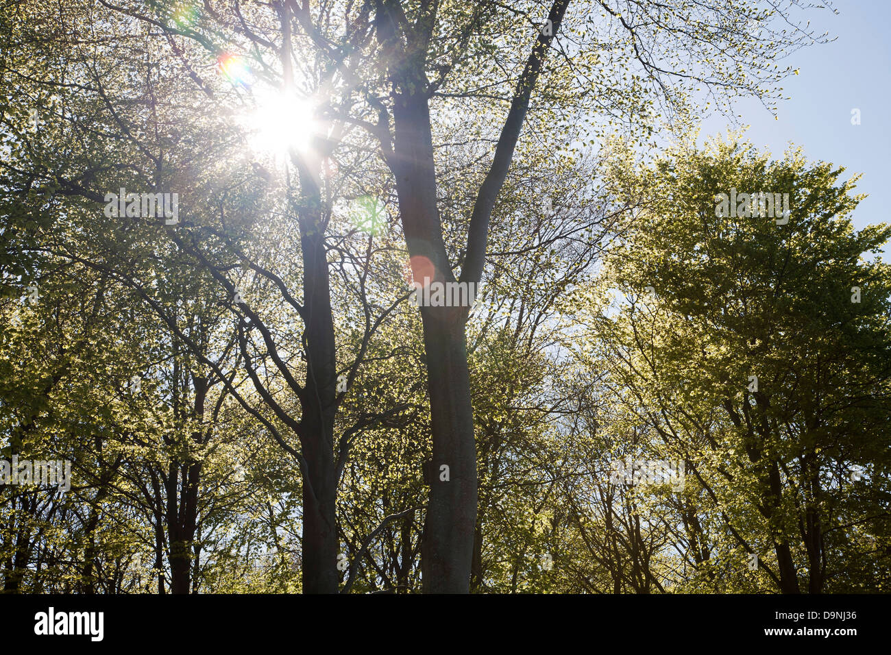 Sunlight trees hi-res stock photography and images - Alamy
