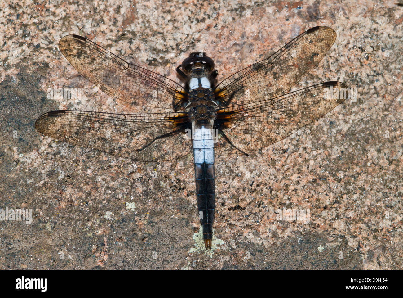 Chalk-fronted corporal (Libellula julia) resting on a granite boulder ...