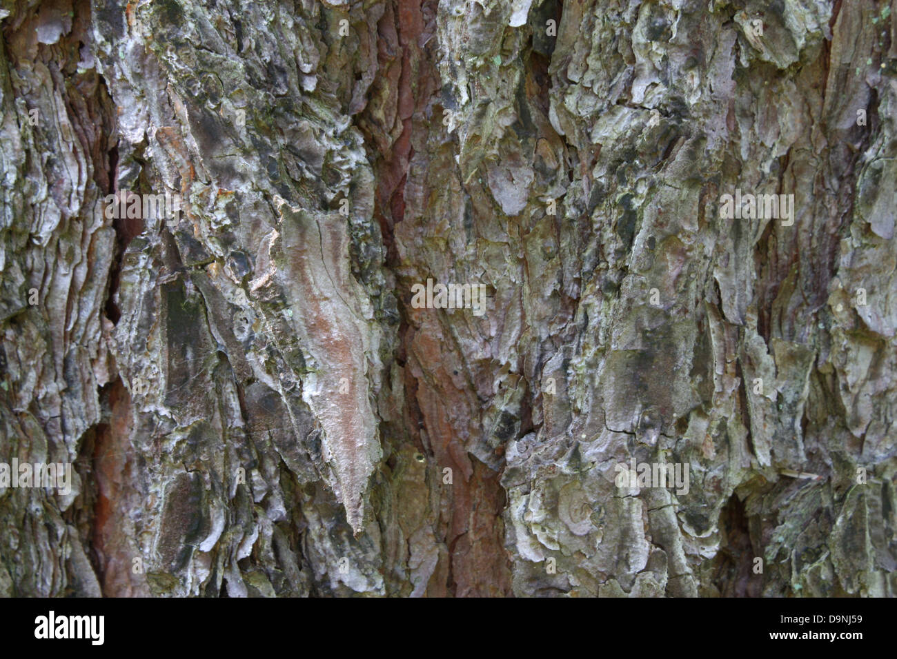 Pine bark texture Stock Photo - Alamy