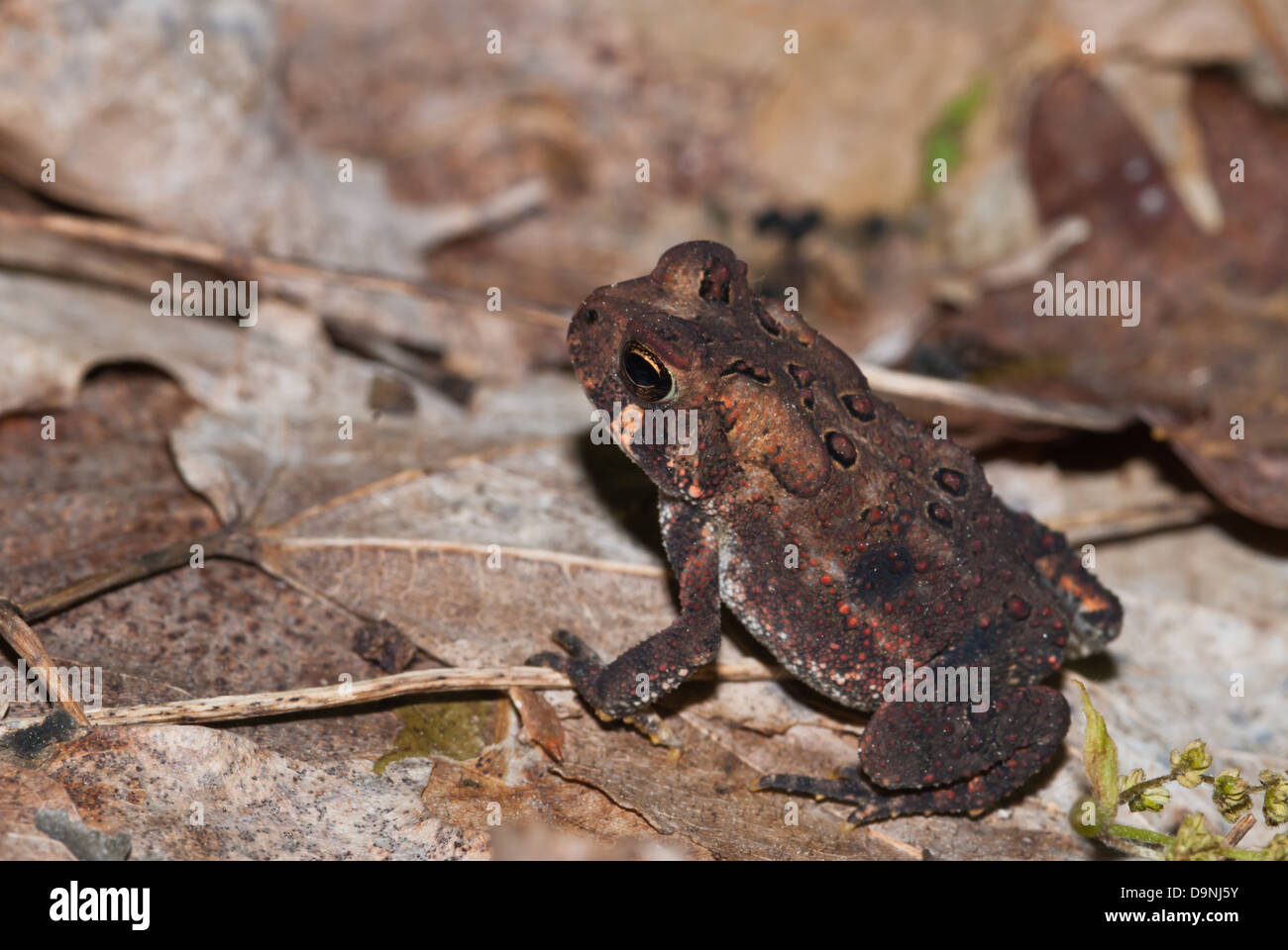 A red spotted American toad (Anaxyrus americanus) sitting on leaves ...
