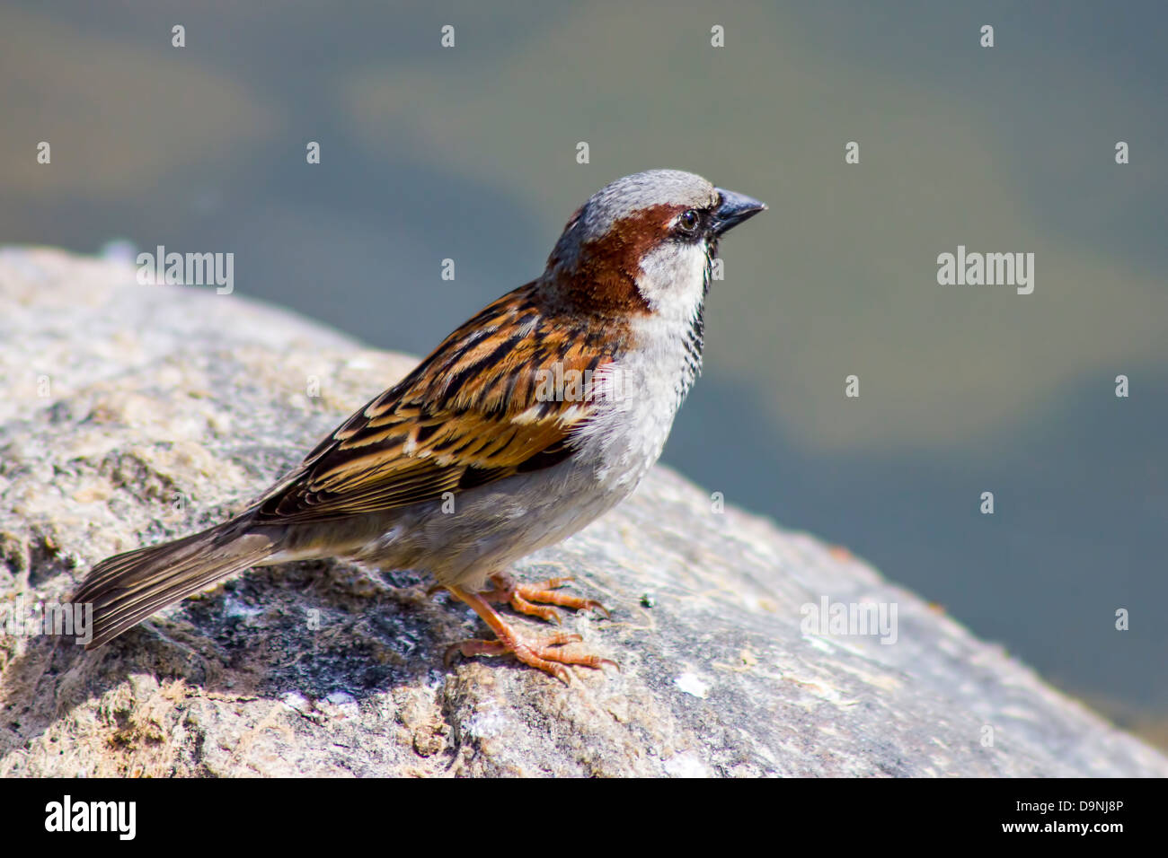 Portrait of a Passer Stock Photo - Alamy