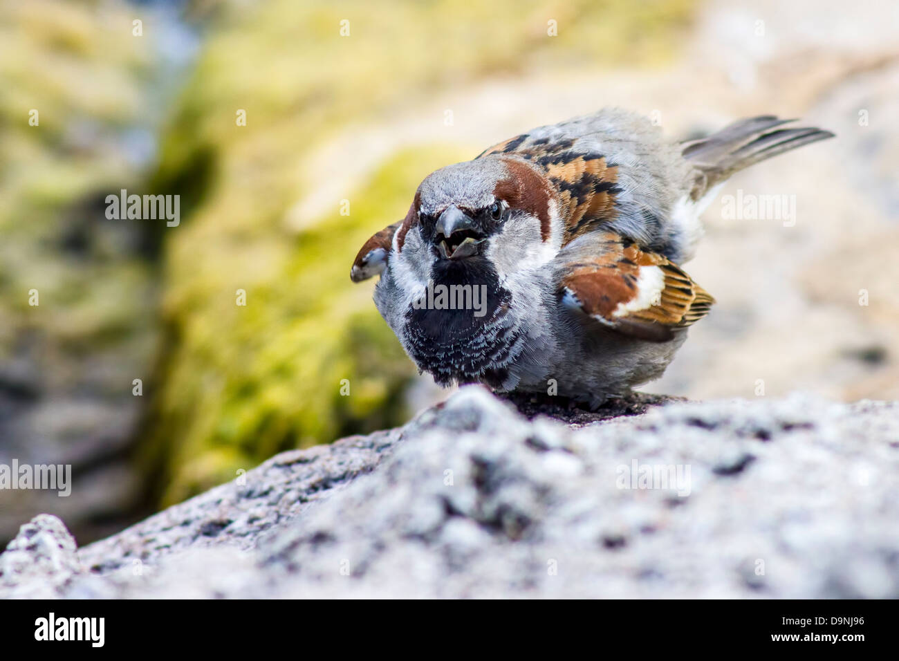 Portrait of a Passer Stock Photo - Alamy